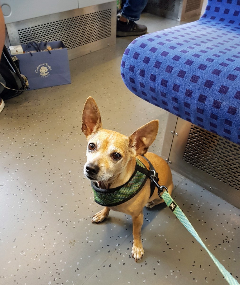 The Emissary – Dan Shiffman